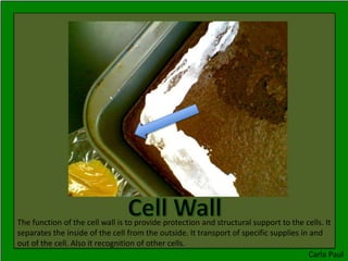 Plant cells | PPTX