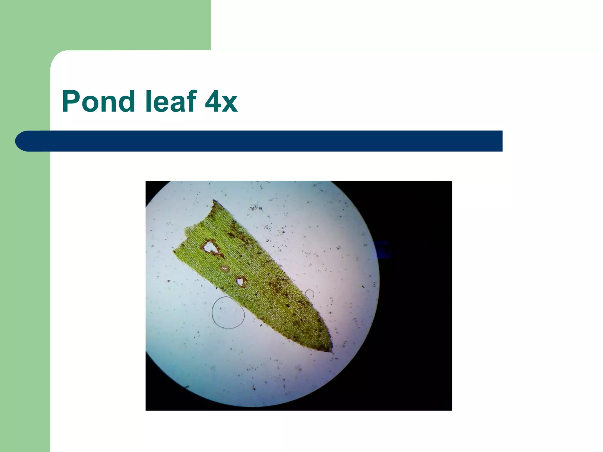 Plant cells and pond sample pictures | PPT | Biological Sciences | Science