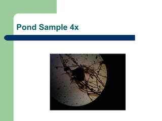 Plant cells and pond sample pictures | PPT | Biological Sciences | Science