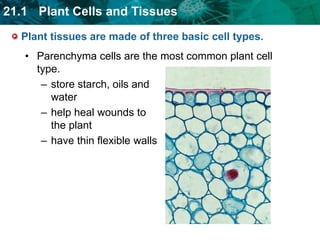 Plant_Cells_and_Tissues.ppt
