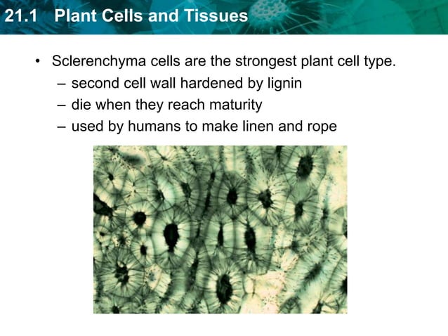 Plant_Cells_and_Tissues.ppt