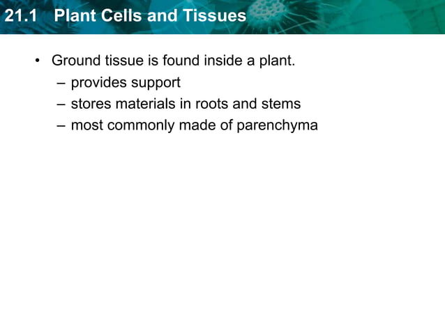 Plant_Cells_and_Tissues.ppt