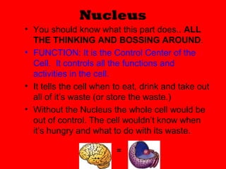 Cell Organelles | PPT