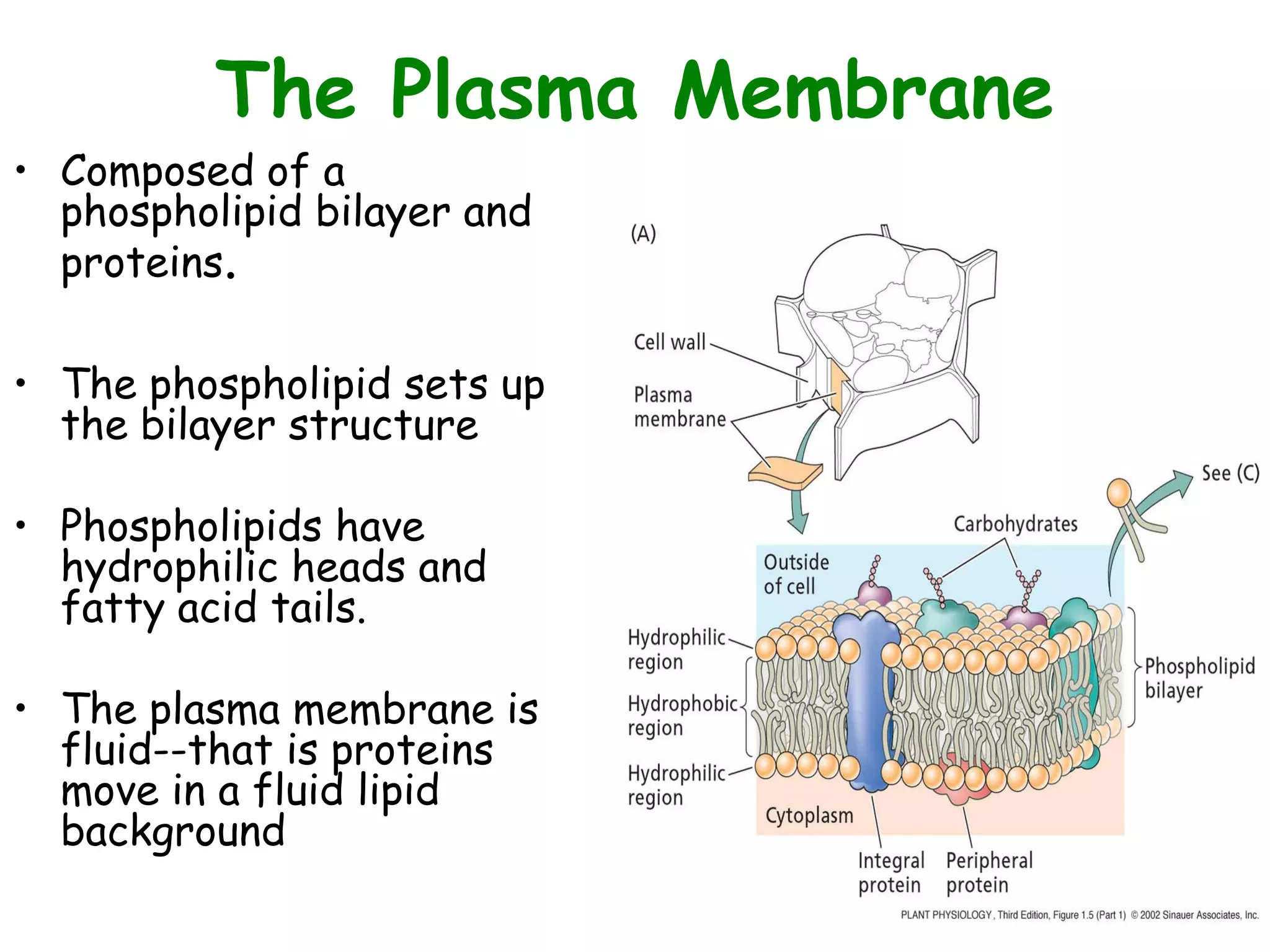 Plant Cell Structure and Function.pdf