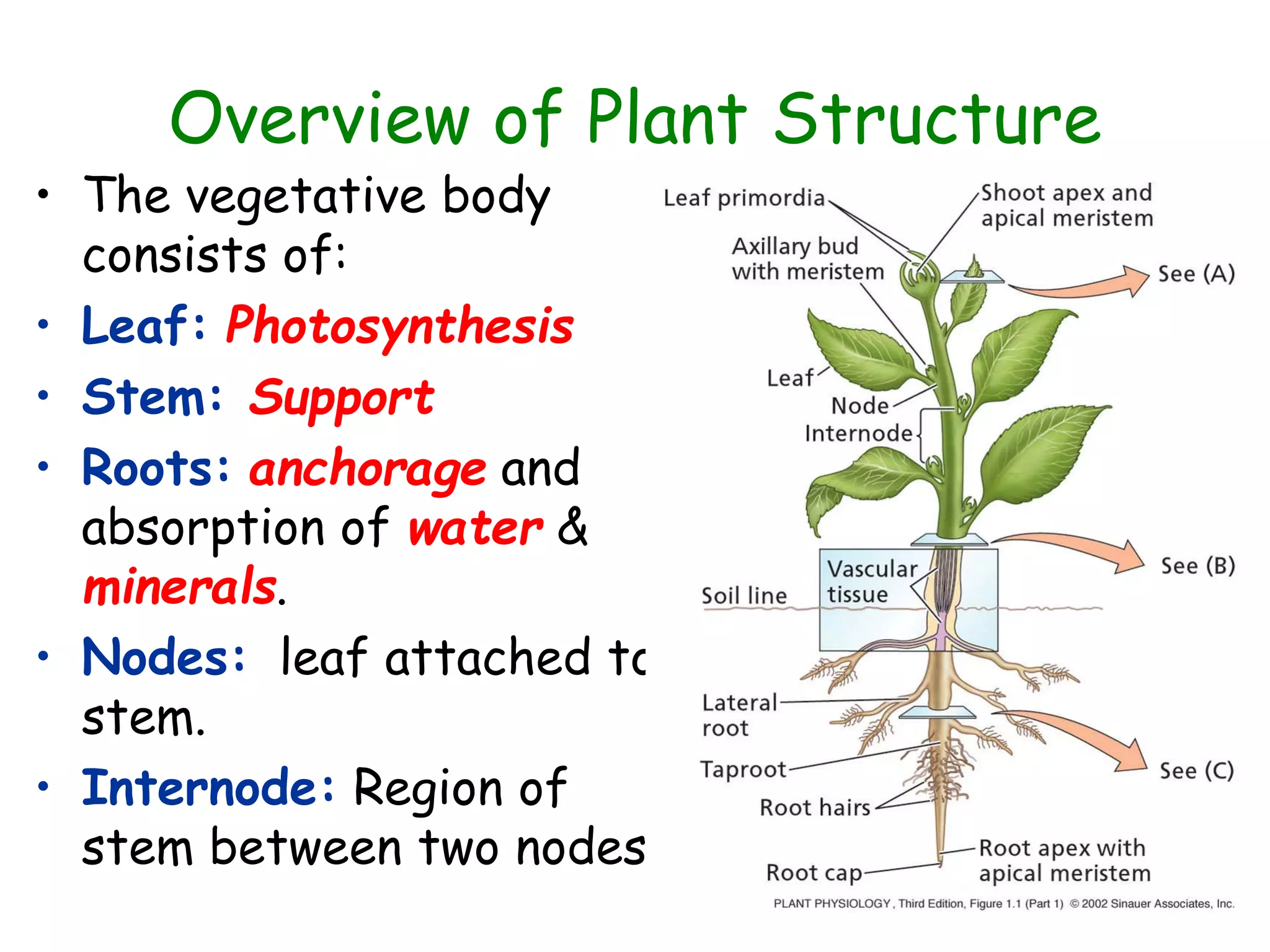 Plant Cell Structure and Function.pdf