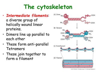 Plant Cell Structure and Function.pdf