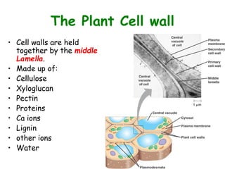 Plant Cell Structure and Function.pdf
