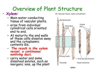 Plant Cell Structure and Function.pdf