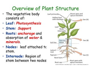 Plant Structure And Function Diagram