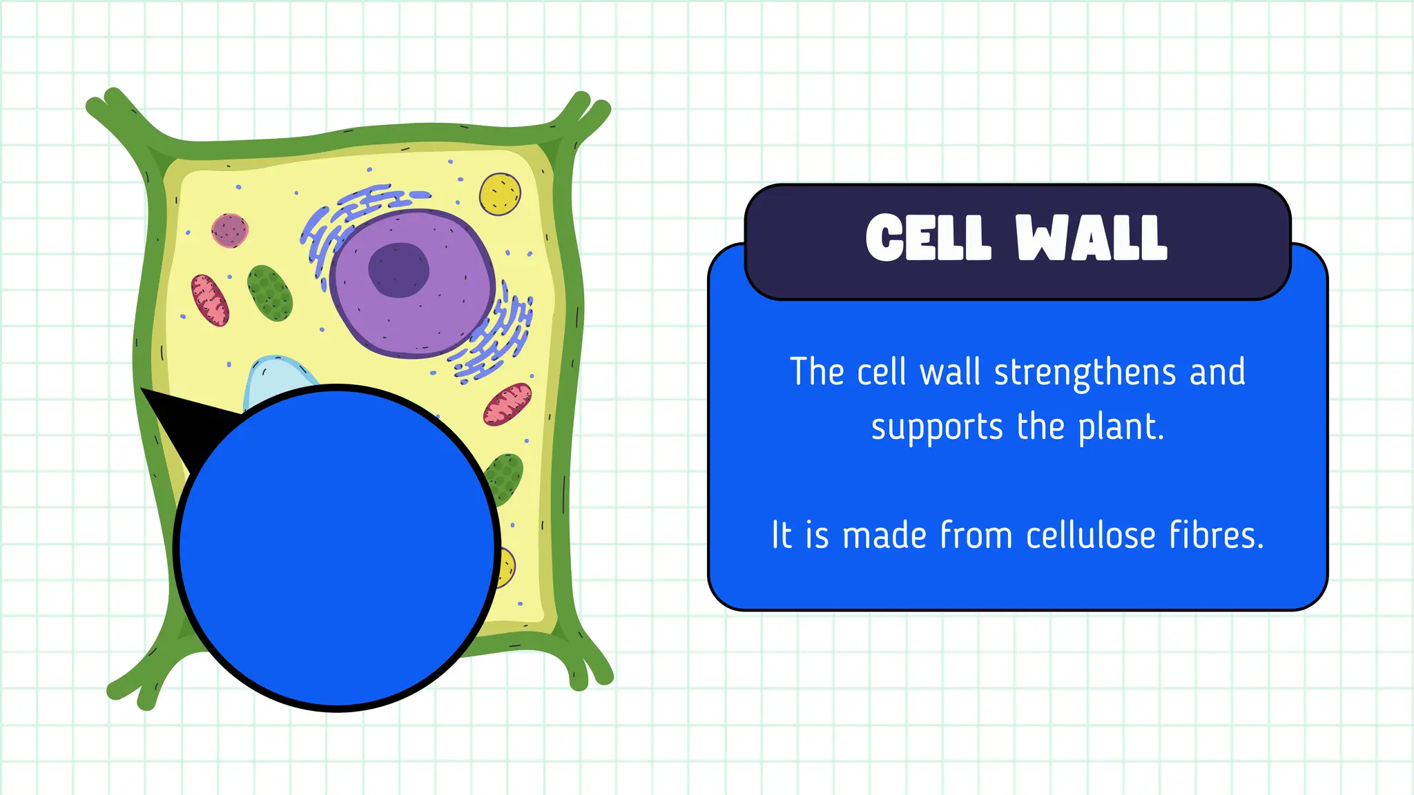 Learning About the Parts of a Plant Cell Structure | PDF