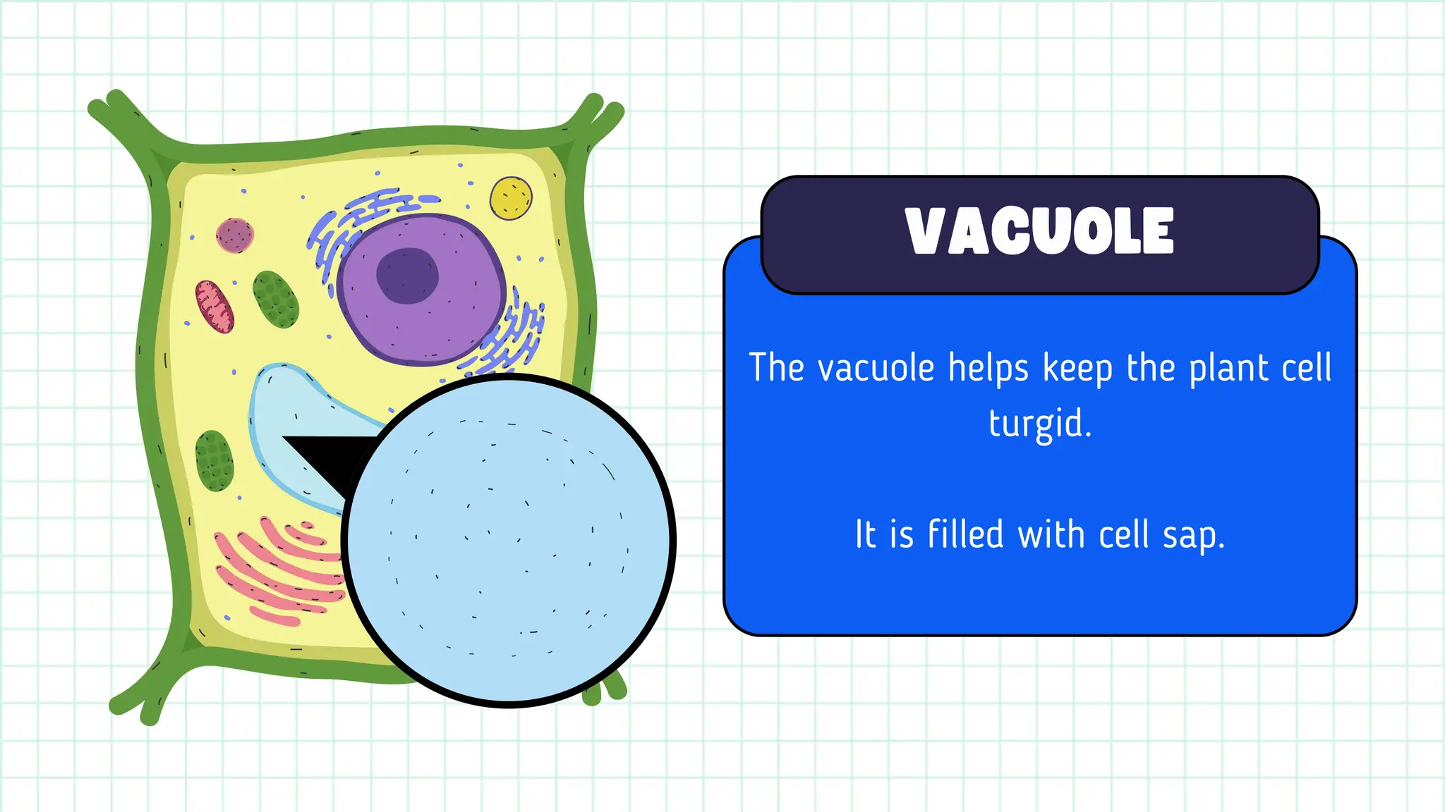 Learning About the Parts of a Plant Cell Structure | PDF