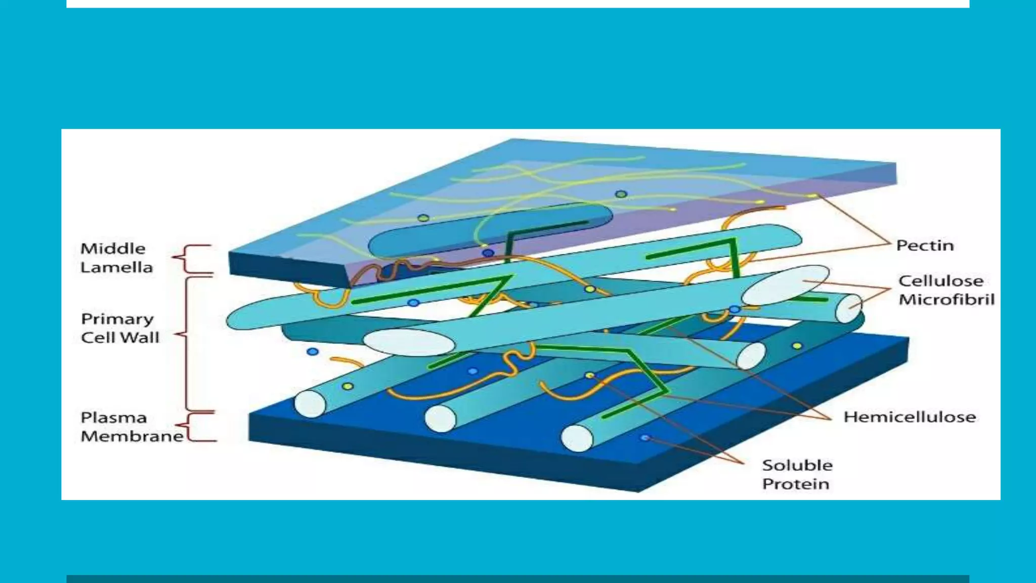 Plant cell wall.pptx
