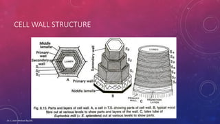 PLANT CELL WALL_STRUCTURE AND COMPOSITION | PDF
