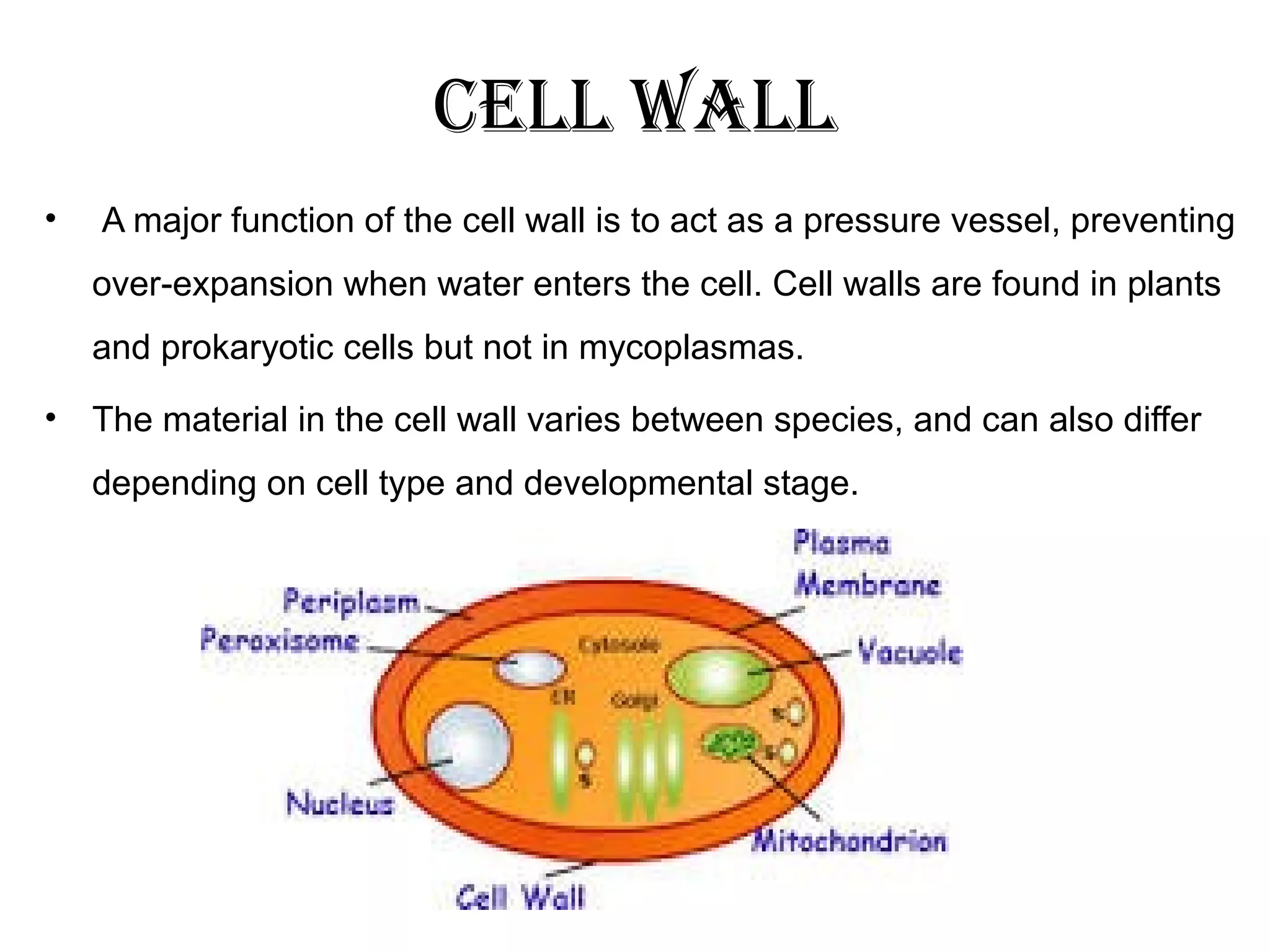 Plant cell wall and plasma membrane | PPT