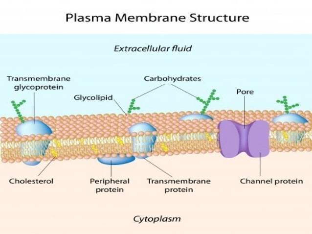 Plant cell wall and plasma membrane | PPT