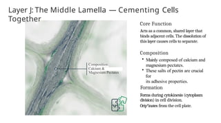 Plant_Cell_Wall_Architecture CELL STRUCTURE | PPTX
