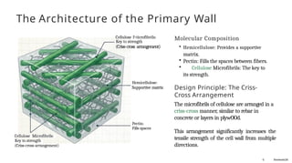 Plant_Cell_Wall_Architecture CELL STRUCTURE | PPTX