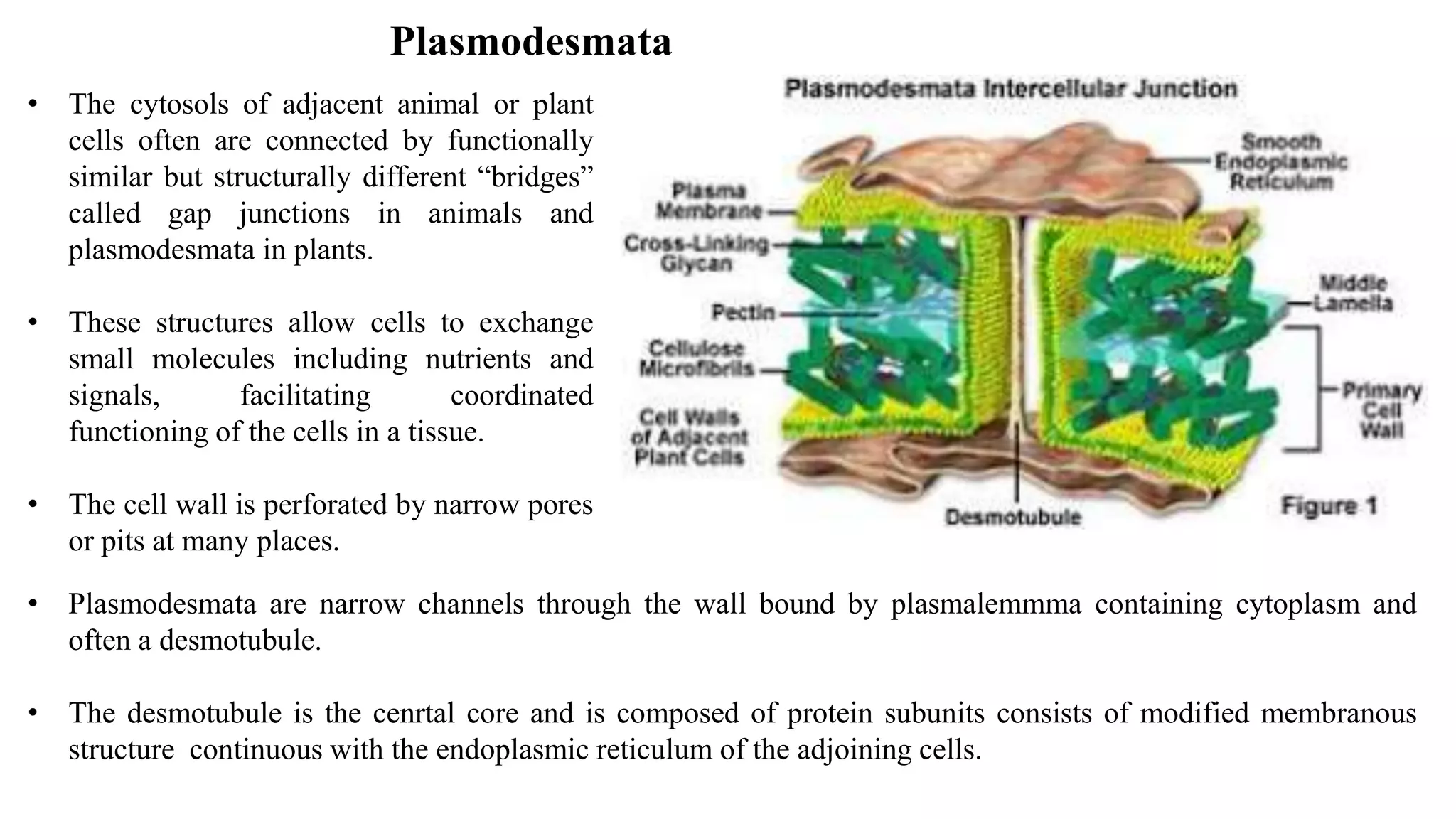 Plant cell wall components | PPT