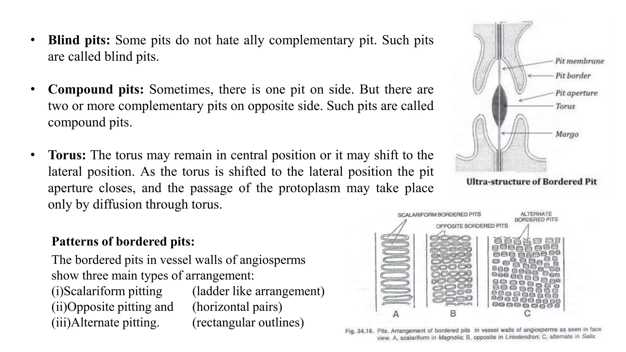 Plant cell wall components | PPT