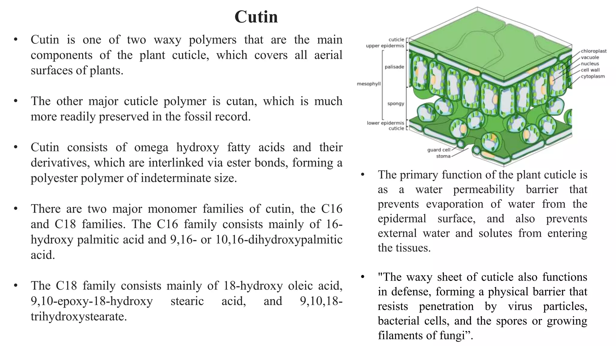 Plant cell wall components | PPT