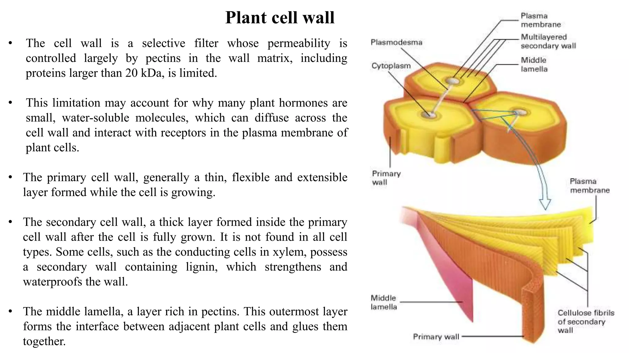 Plant cell wall components | PPT