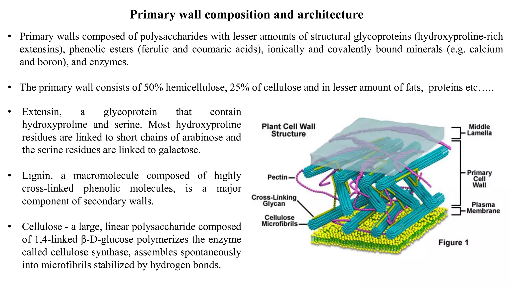 Plant cell wall components | PPT