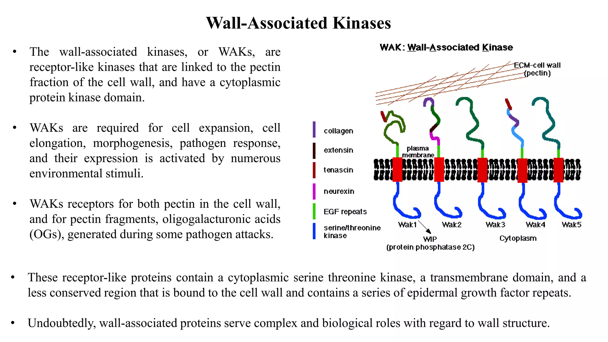 Plant cell wall components | PPT