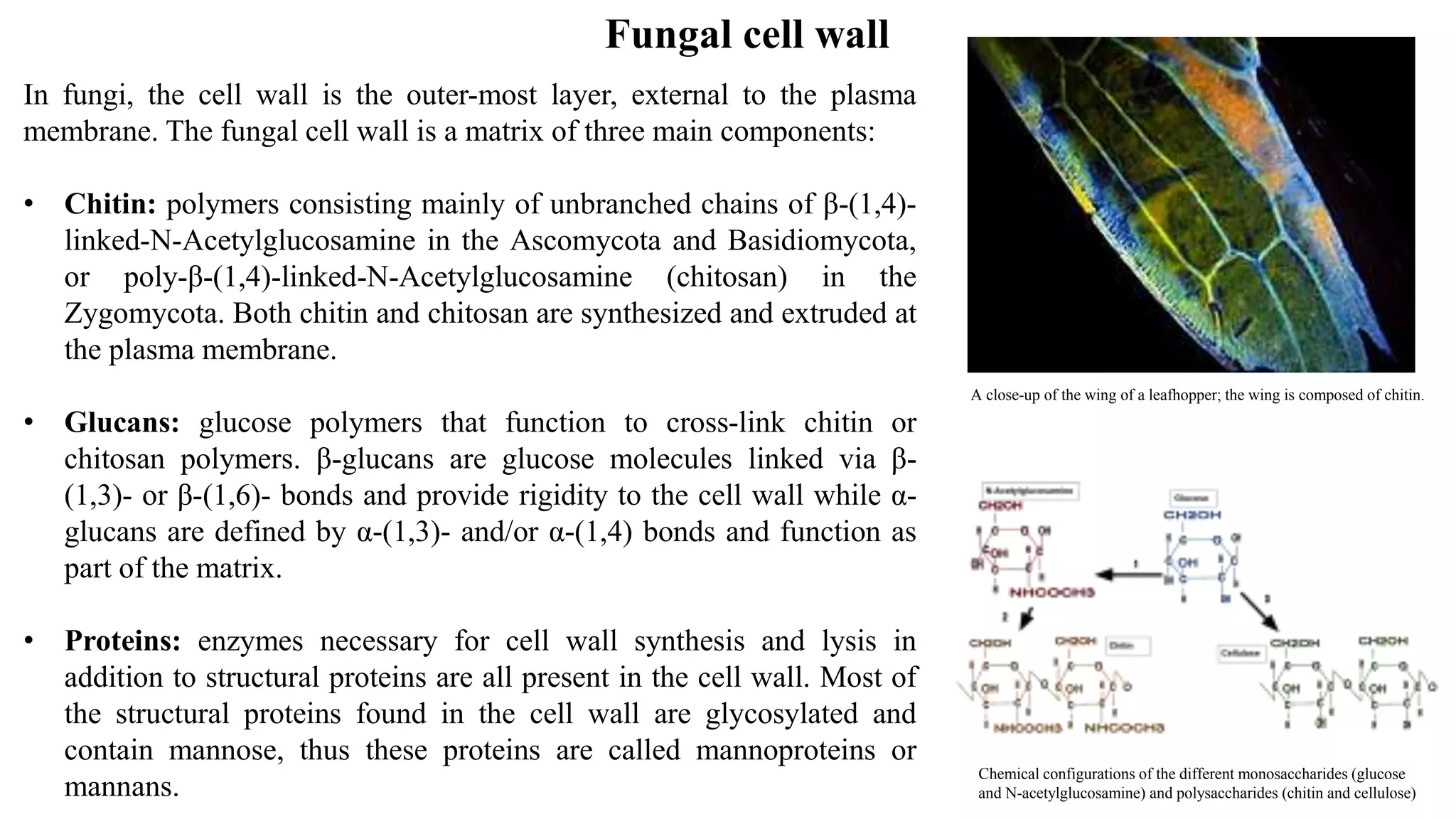 Plant cell wall components | PPT