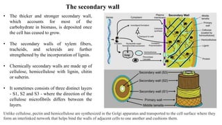 Plant cell wall components | PPT