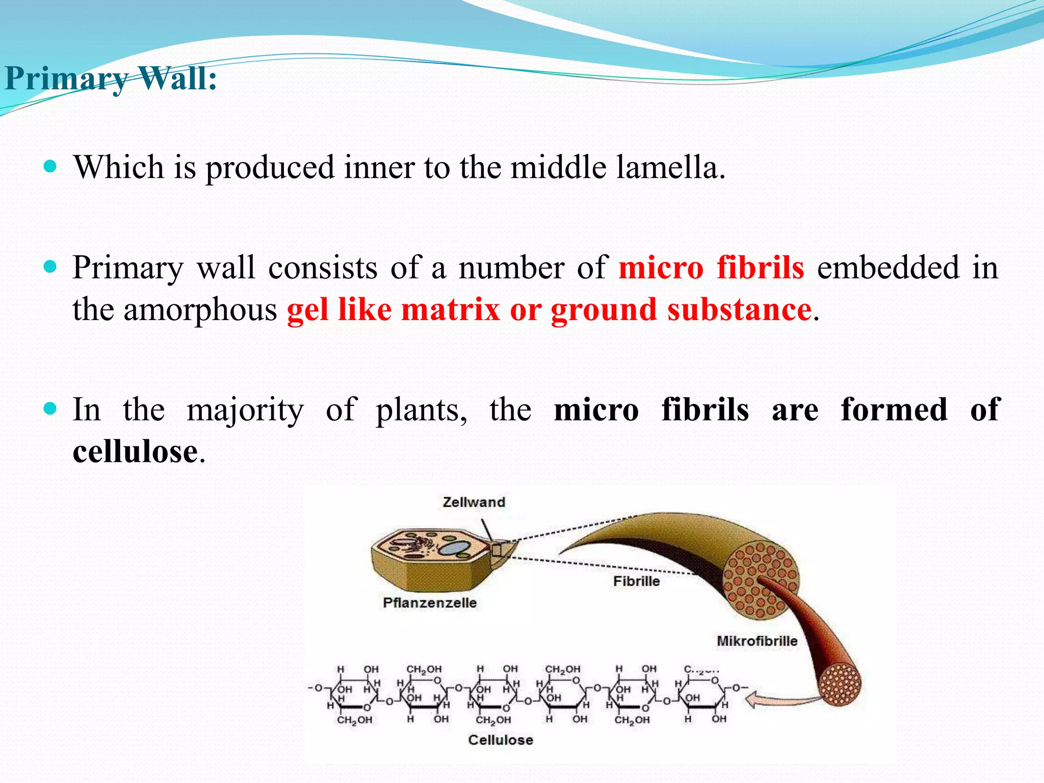 Plant cell wall structure and composition | PPTX