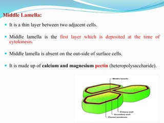 Plant cell wall structure and composition | PPTX