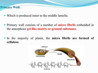 Plant cell wall structure and composition | PPTX