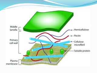 Plant cell wall structure and composition | PPTX