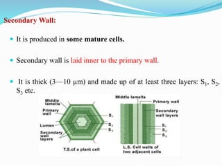 Plant cell wall structure and composition | PPTX