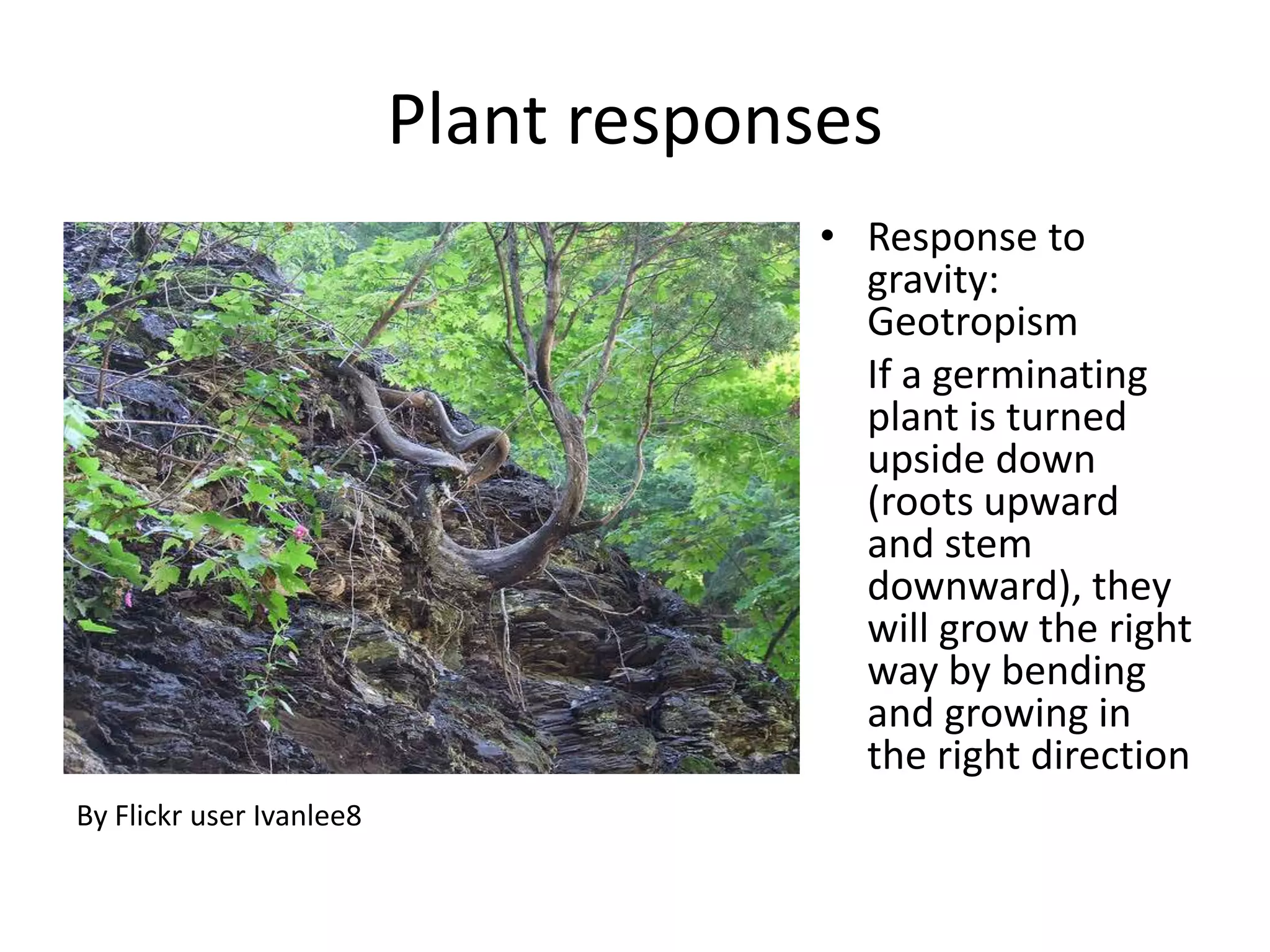 Plant characteristics | PPTX | Gardening | Home & Garden