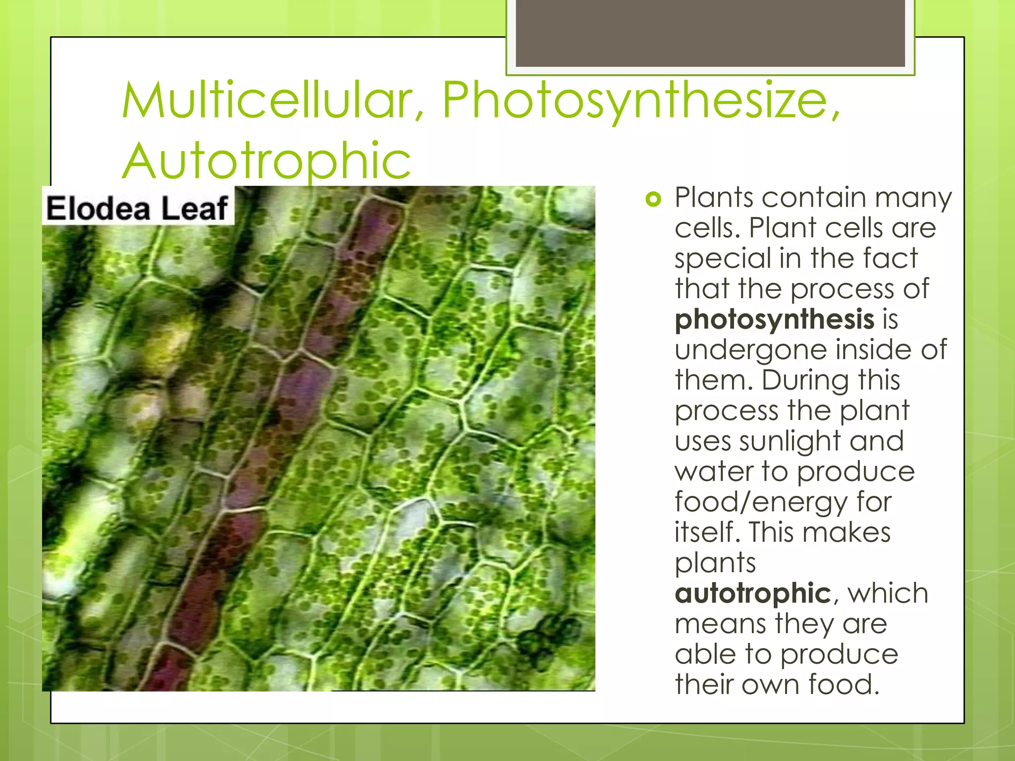 Plant characteristics | PPTX | Biological Sciences | Science