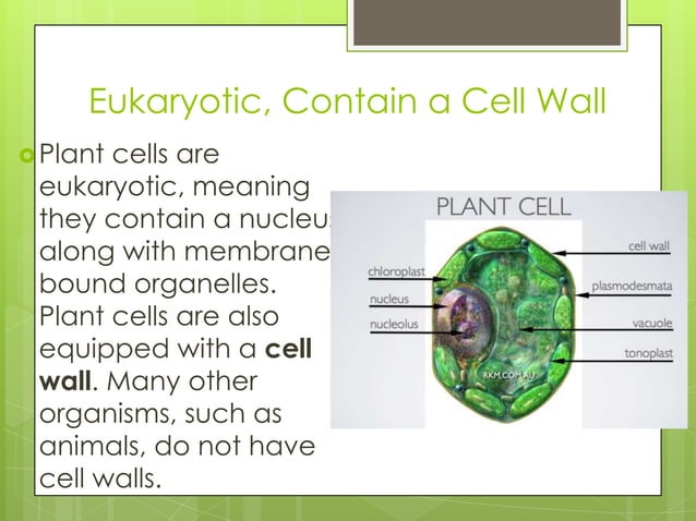 Plant characteristics | PPTX | Biological Sciences | Science