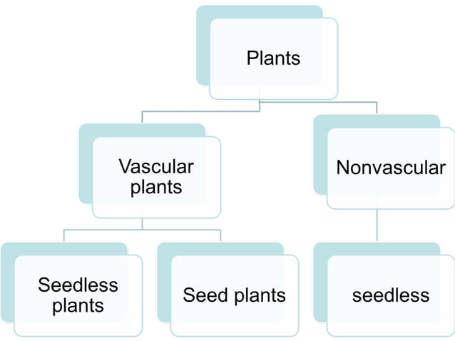 Plant characteristics | PPT | Gardening | Home & Garden