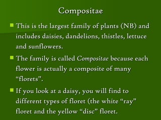 Plant classification | PPT
