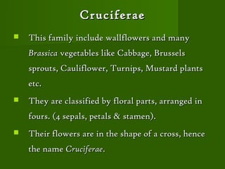 Plant classification | PPT