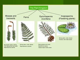 Plant classification | PPT