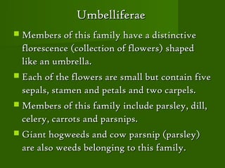 Plant classification | PPT