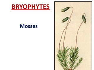 Plant classification | PPTX
