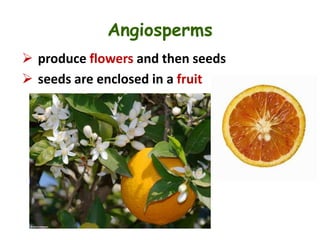 Plant classification | PPTX