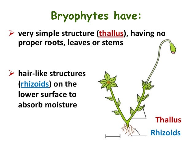 Plant classification