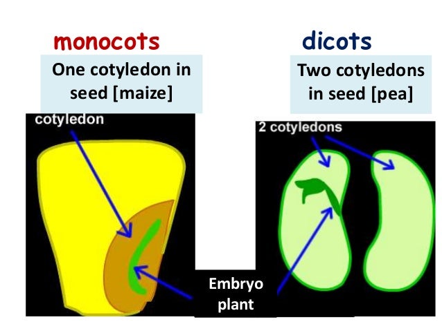 Plant classification