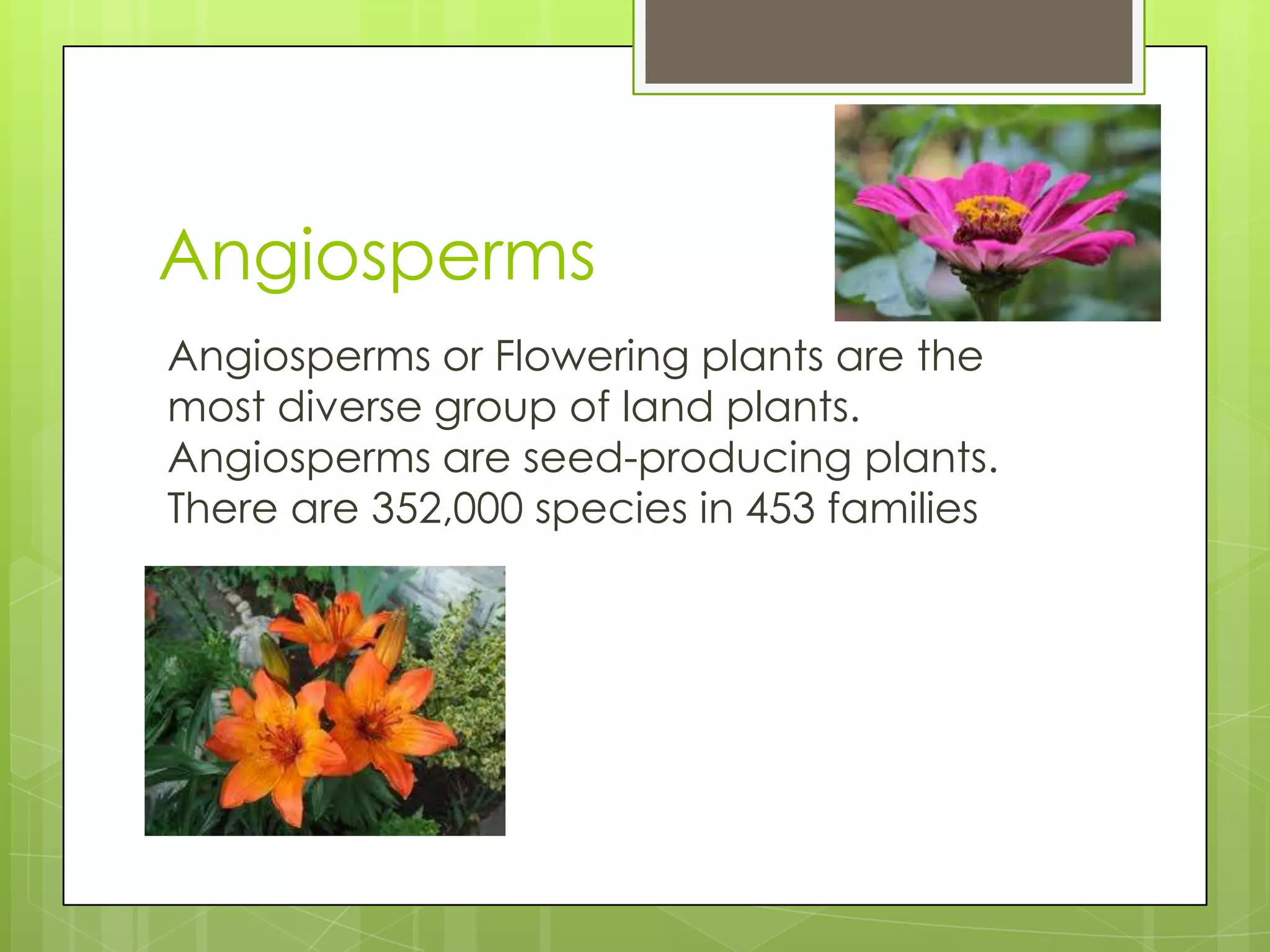 Plant classification | PPTX