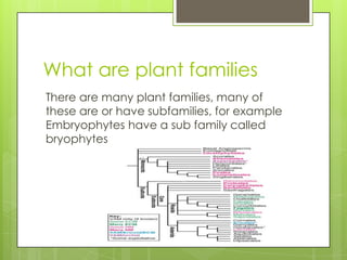 Plant classification | PPTX