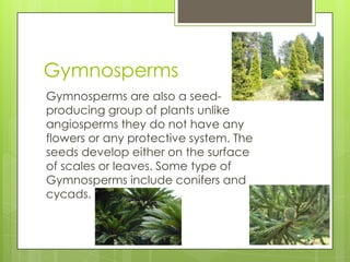 Plant classification | PPTX