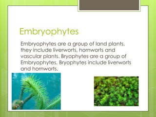Plant classification | PPTX